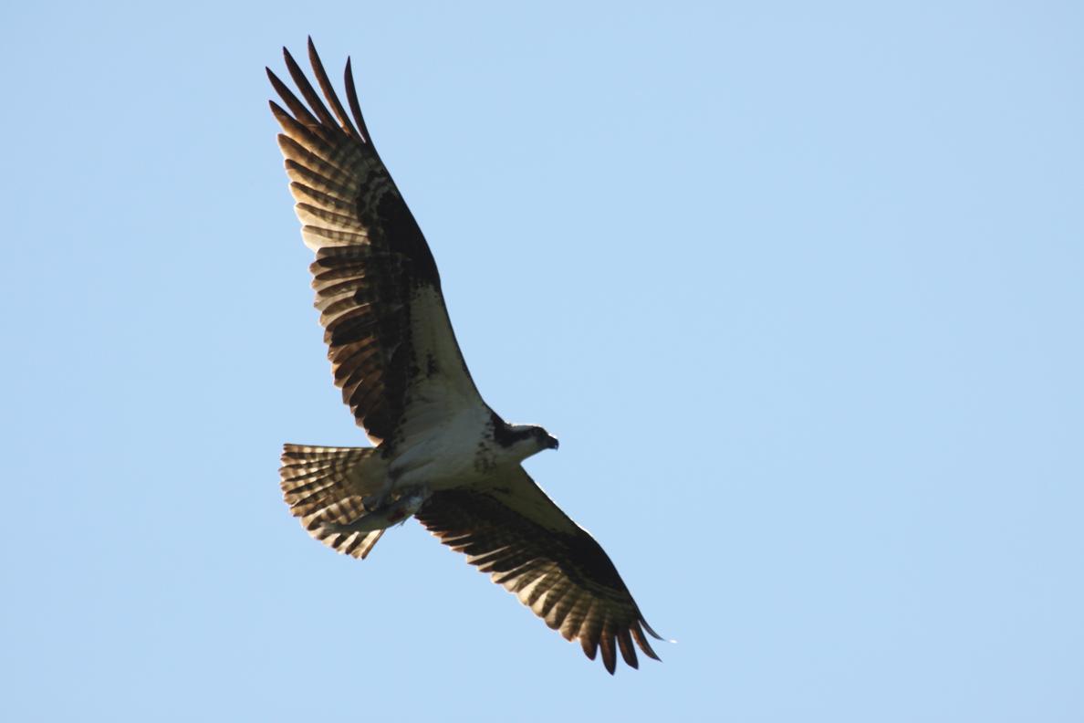 Michigan Exposures: An Osprey Just Outside of Sault Ste Marie
