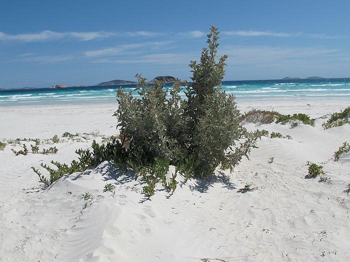 Esperance Wildflowers: Atriplex isatidea - Coast Saltbush