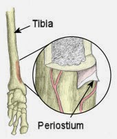 Fisioterapia - Denise Pripas: Periostite tibial - a famosa "canelite"