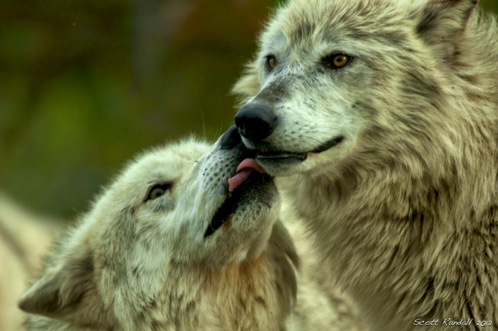 White Wolf : Wolves Are Getting Some Wet Lovin': 20 Photos Of Wolf Kisses