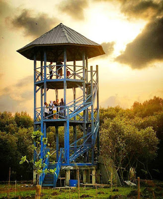 Menara Hutan Mangrove Pantai Karangsong - Komunitas Pantai Lestari