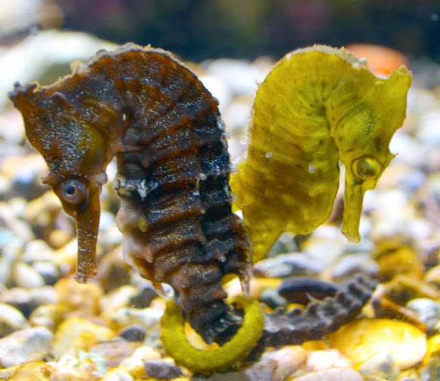 Nikoncole= Nikon + Niccole: Monterey Bay Aquarium Part 3: Seahorses