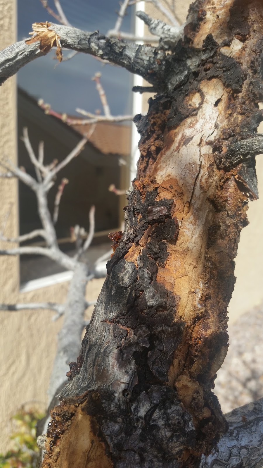 Xtremehorticulture of the Desert: Borer Damage to Fruit Trees Best ...