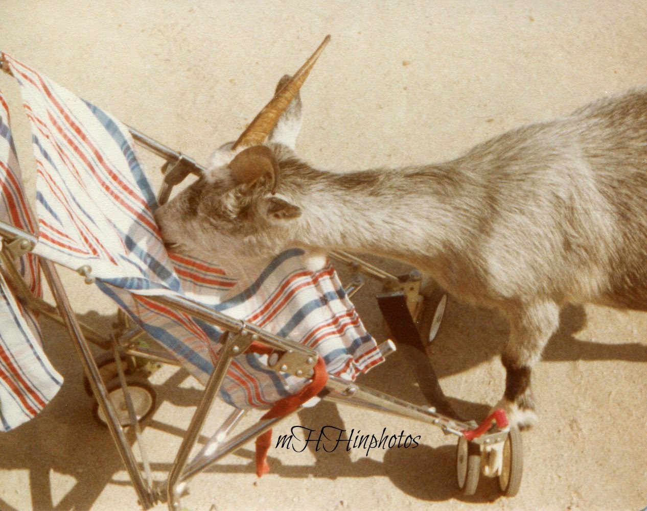 The Book Of Me Written By You~Prompt 37~Feeding the Duck's (Animals)