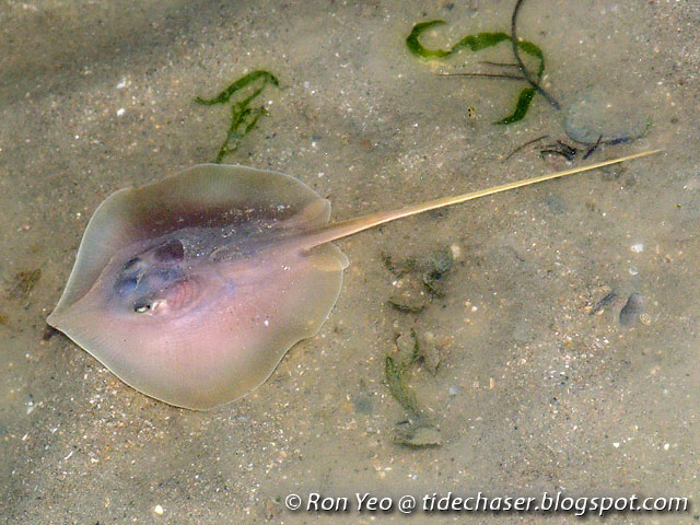 tHE tiDE cHAsER: Cartilaginous Fishes (Phylum Chordata: Class ...
