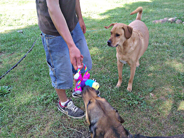 New Toys R Us Pets Dog Toys at PetSmart Review & Giveaway - Springing ...