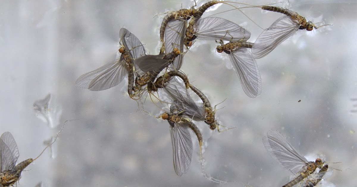 Una efémera verde-grisácea en CDC