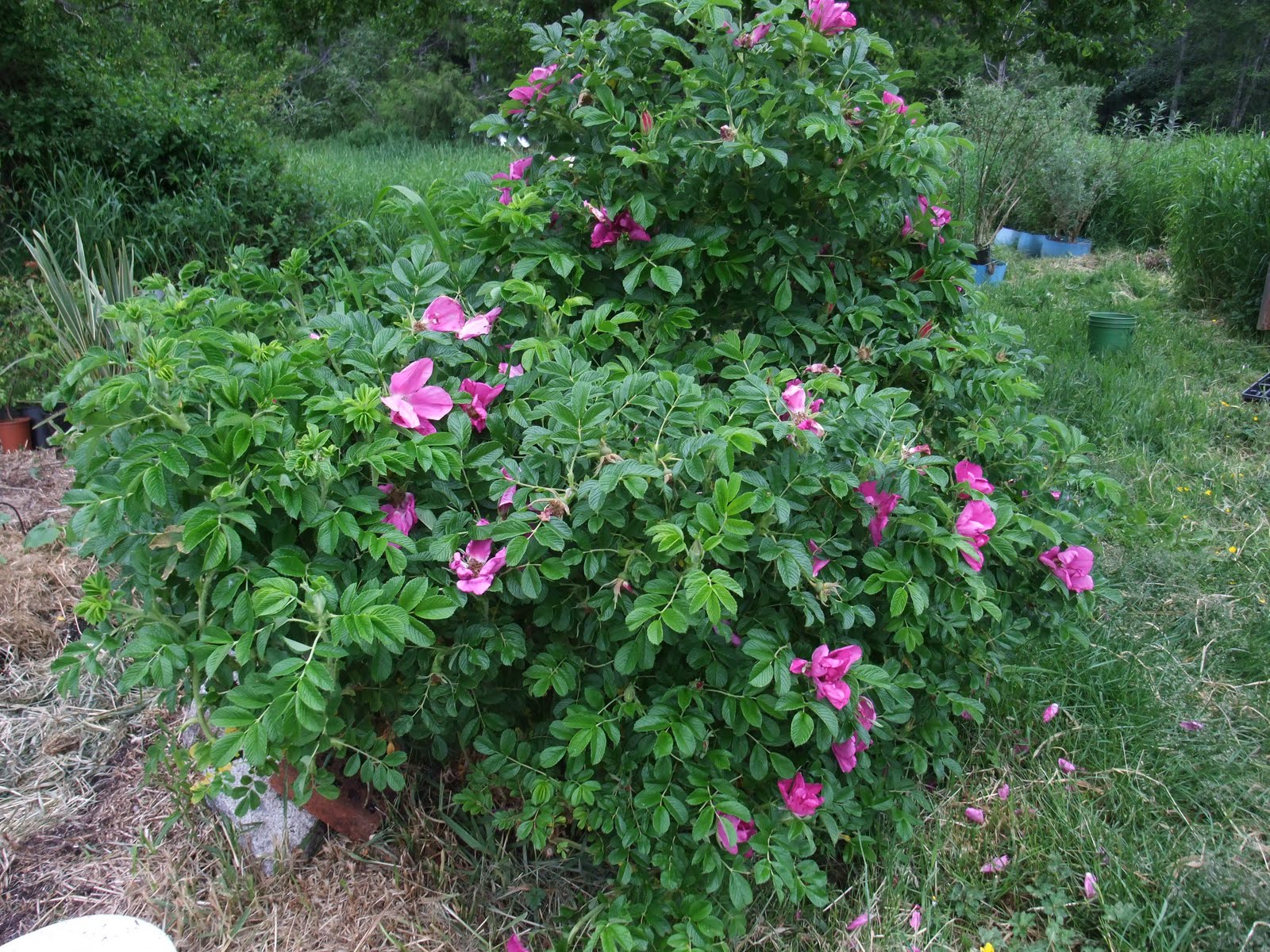 Beediverse.com: An amazing old fashioned rose, Quadra Island,BC