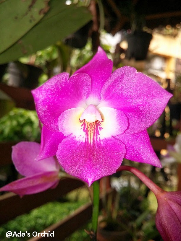 Ade's Orchid: Cattleya Cookara Tropical Snowflake "Shin Shin 5"