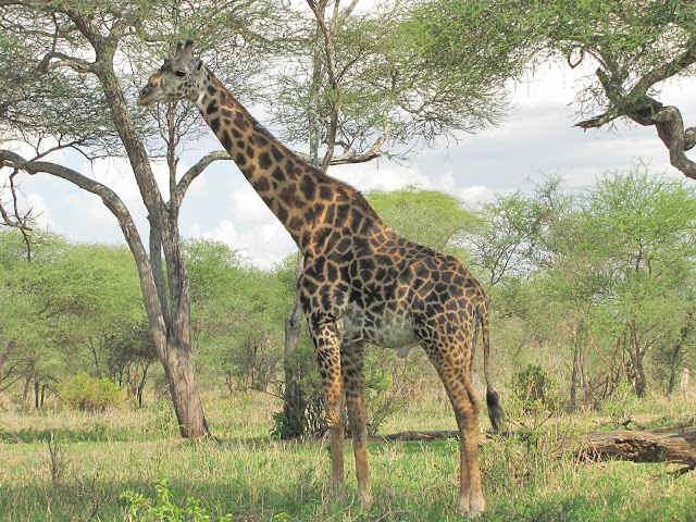 TASWIRA ZA WANYAMA NA NDEGE NDANI YA HIFADHI ZA TAIFA ZA TANZANIA ...