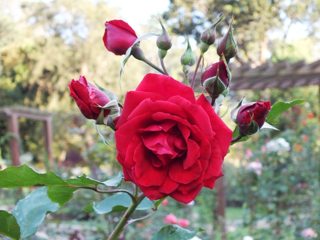 philipveerasingam: Roses at the Nuwara Eliya Gardens, Sri Lanka.