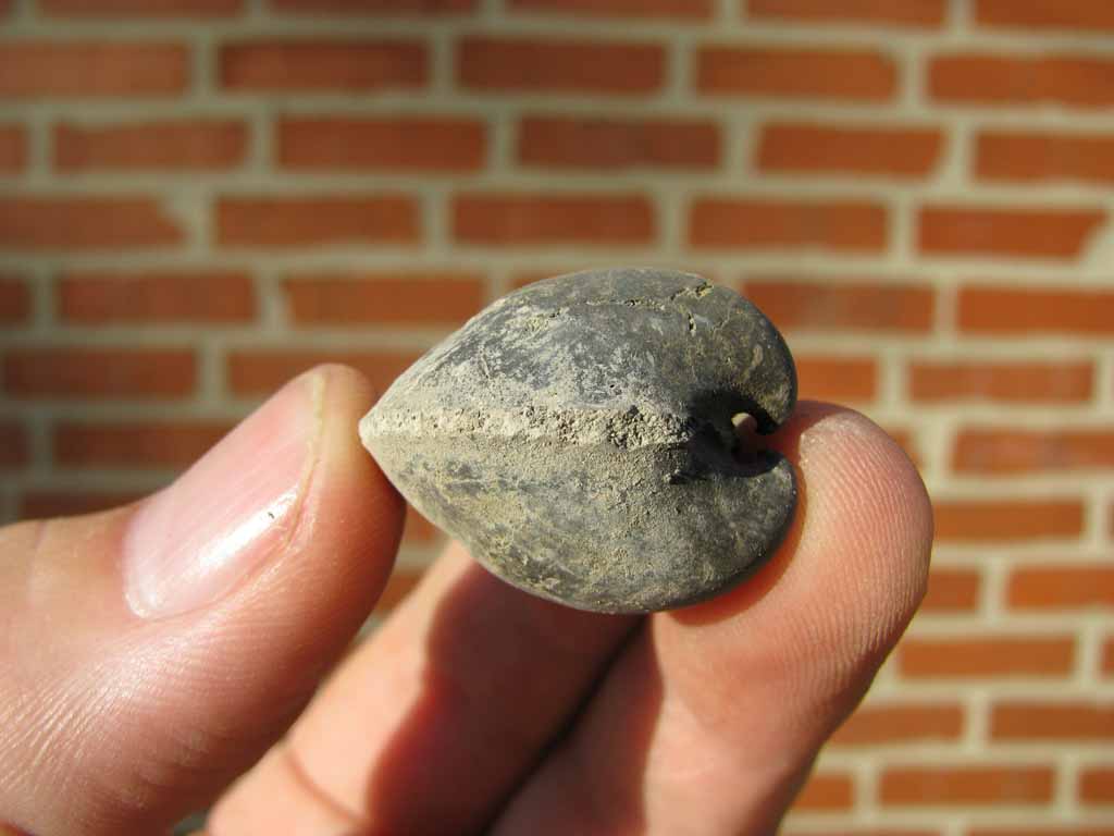 Views of the Mahantango: Cardium sp. pelecypod steinkerns from Delaware