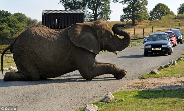 Sorry, this is a trunk road! Elephant causes safari park jam by lying ...