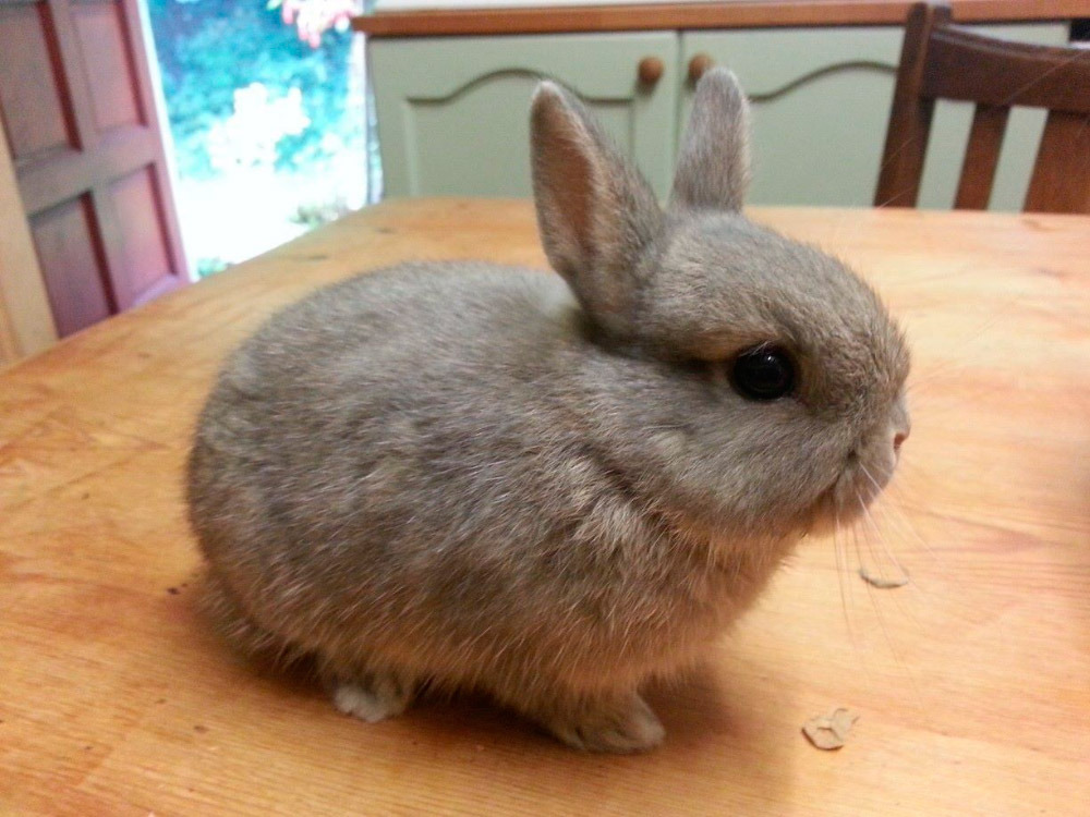 All you need to know about Netherlands's Dwarf Rabbits | Spicy Knowledge