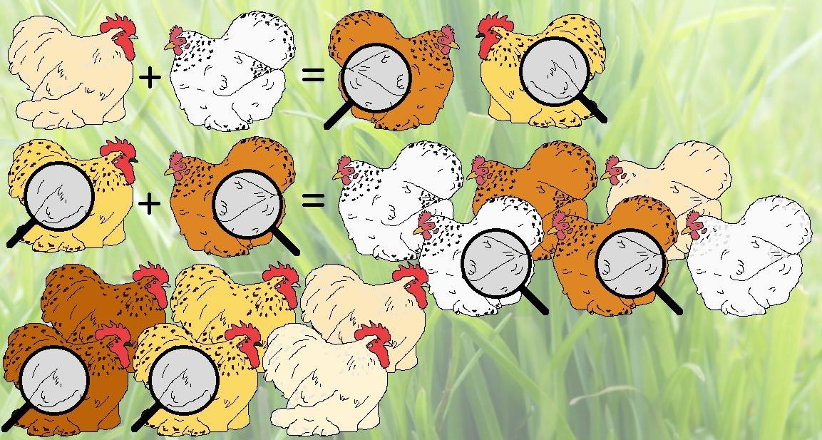 Sedosas Villa Arroyo: Genetica en Pekin Mil flores y Moteados