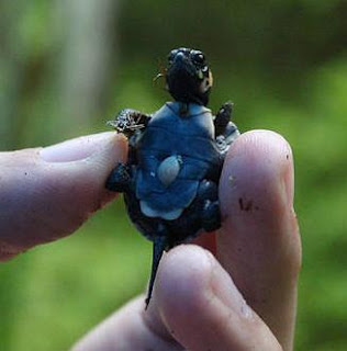 Bog Turtle Species | Animals In The World