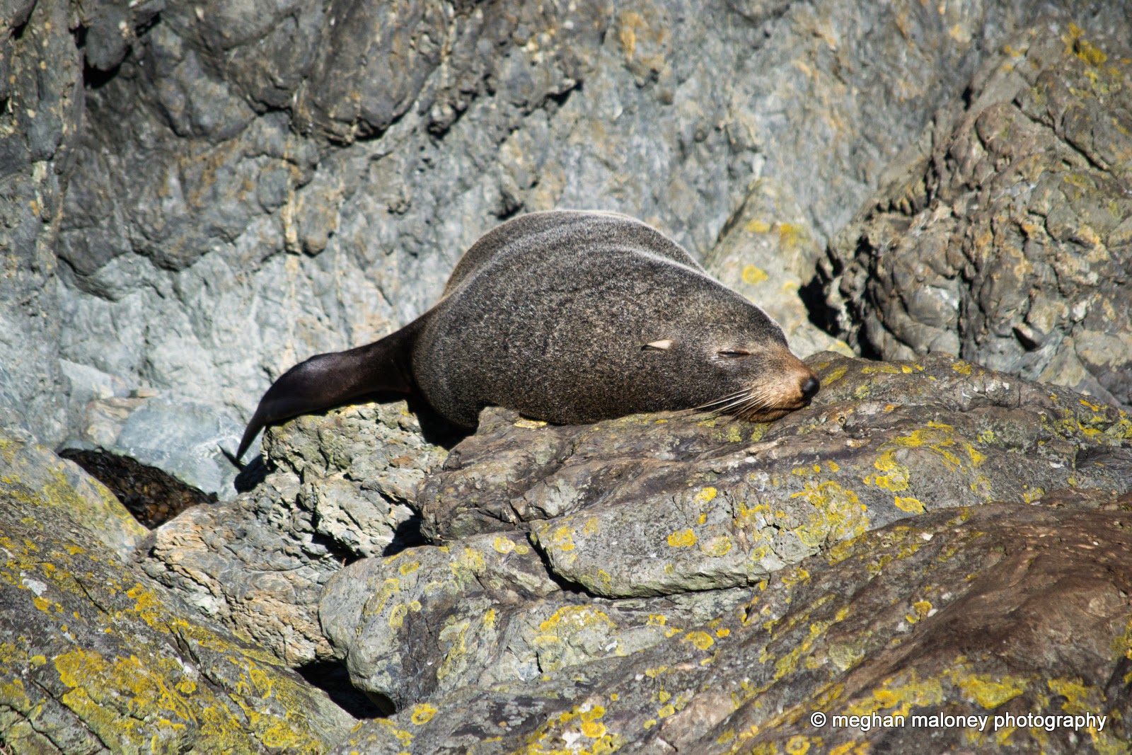 NZ Must Do: The walk to Red Rocks Seal Colony | the adventures of MNMs