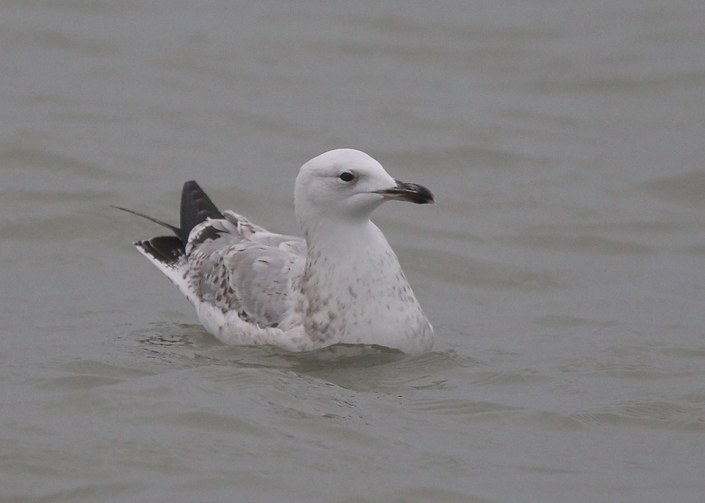 Richard Smith - Birdwatching Days Out: GLAUCOUS GULL, juvenile, CASPIAN ...