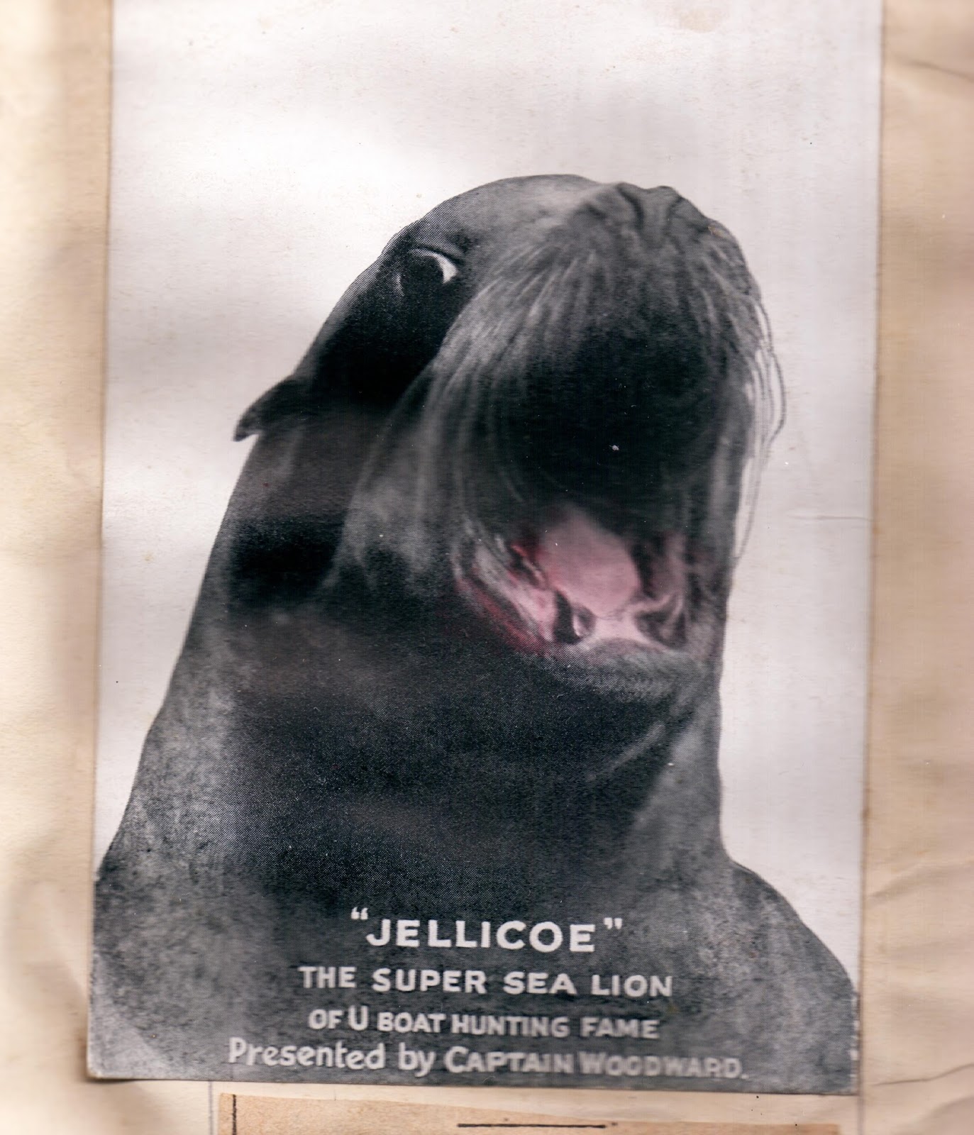 The Girl History: Jellicoe and the U Boats by Janie Hampton