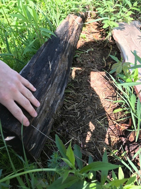 Wildlife Monitor: Snake Cover Boards