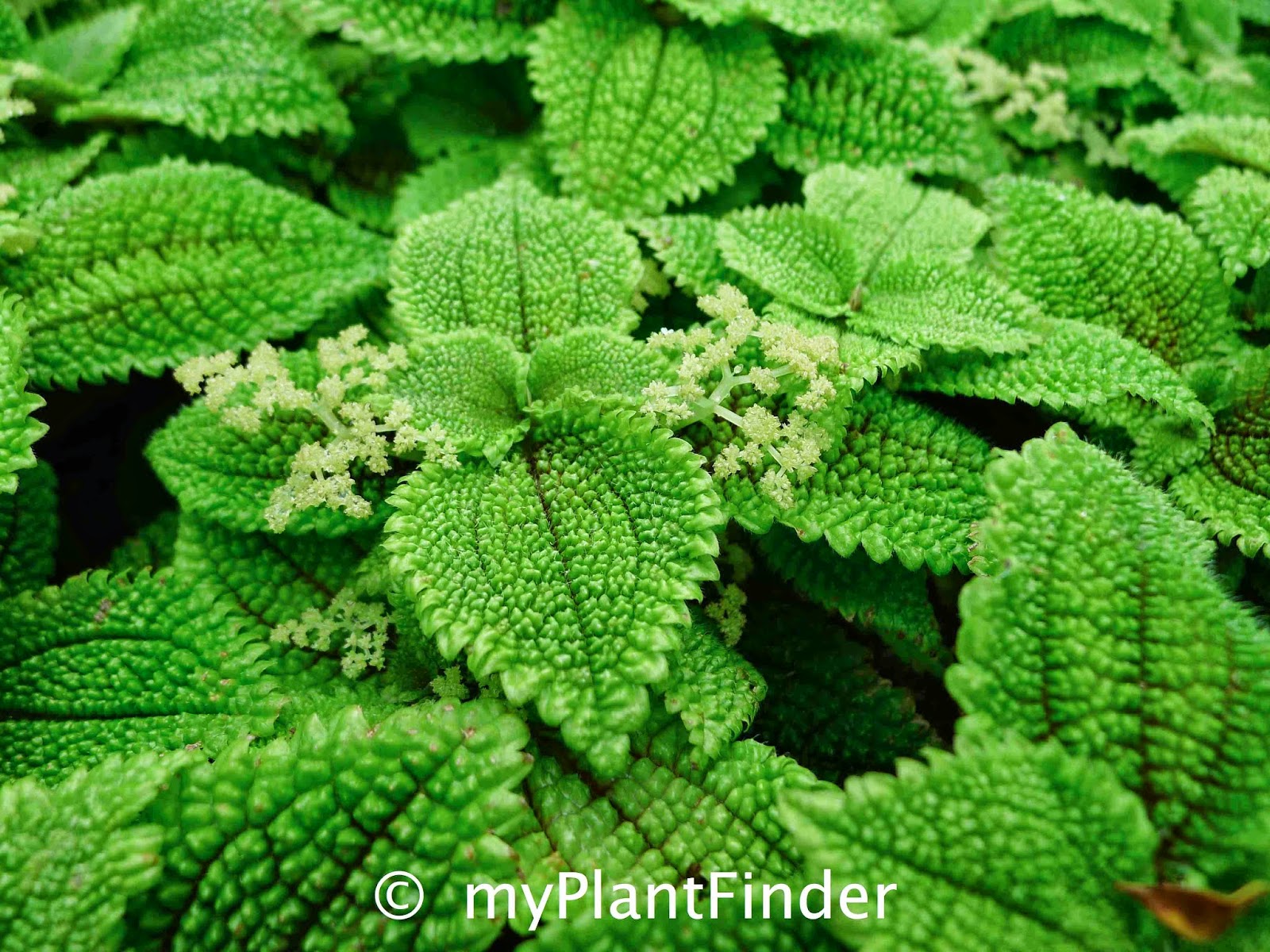 MY PLANT FINDER | Plant Guide: Pilea involucrata cultivar
