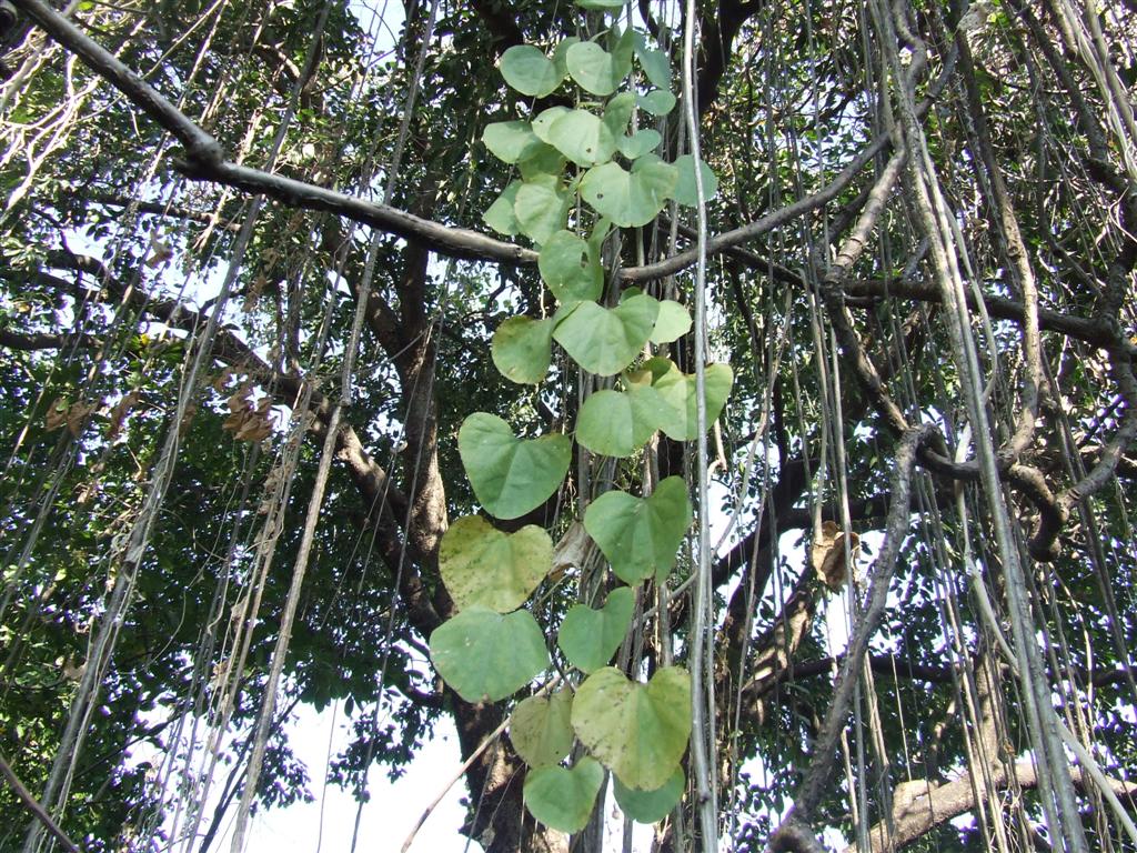 GILOY (GUDUCHI) | Ambrosia