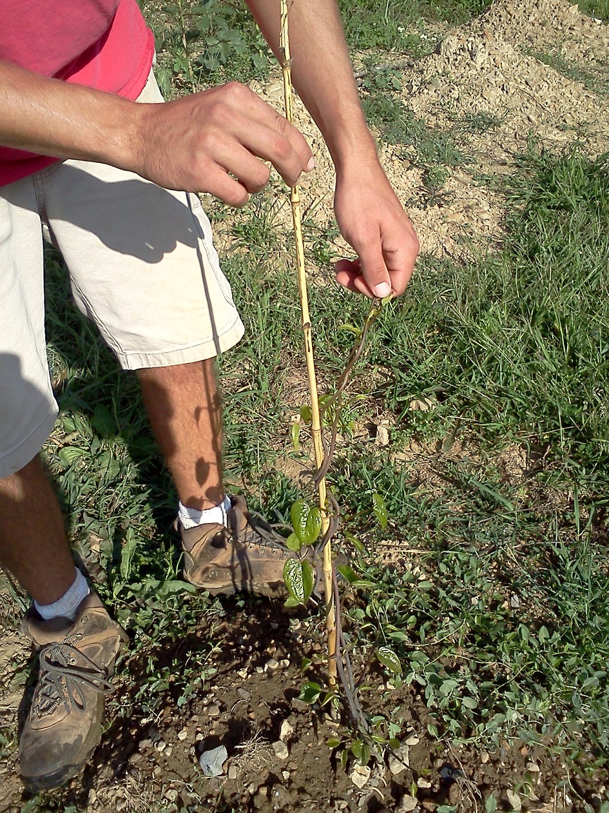 Frontier Culture Museum of Virginia: Yam Day Update!
