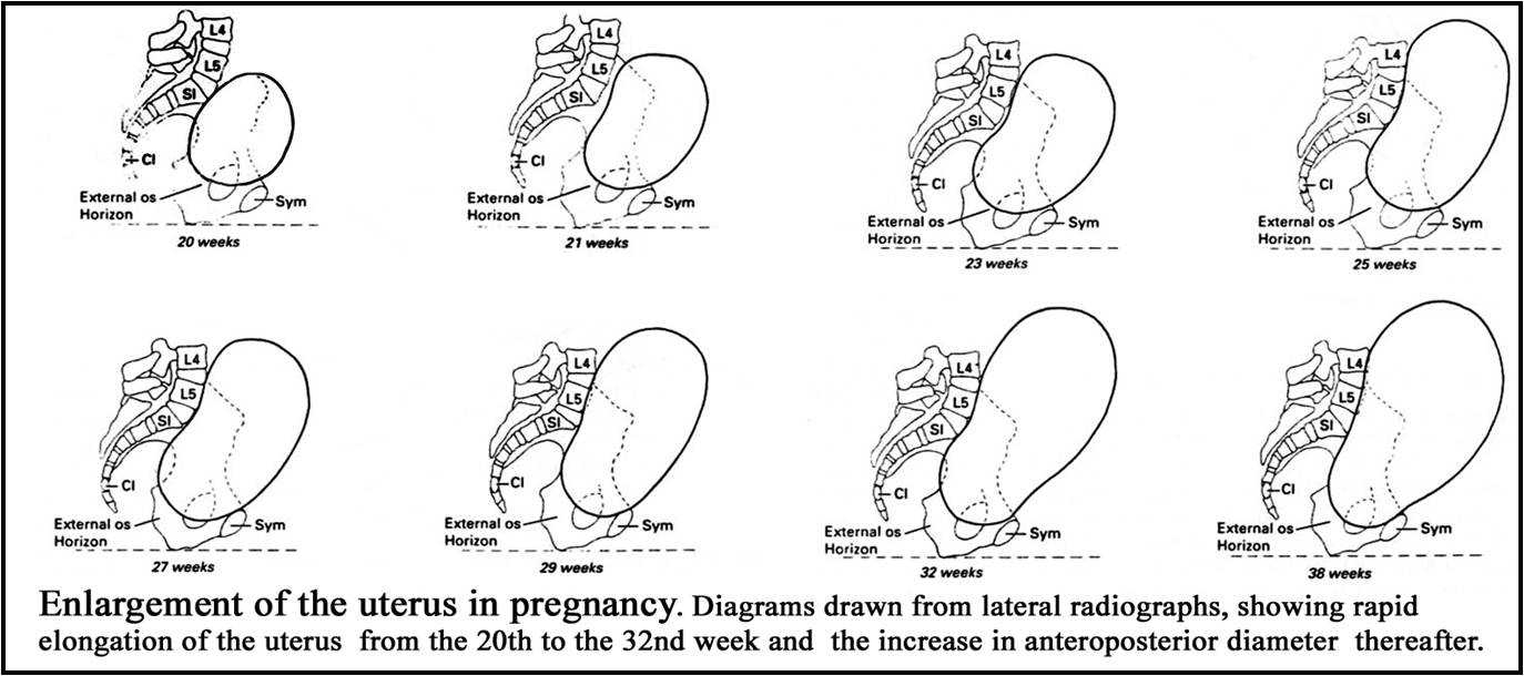 Genital System Changes During Pregnancy - Dunia Perubatan