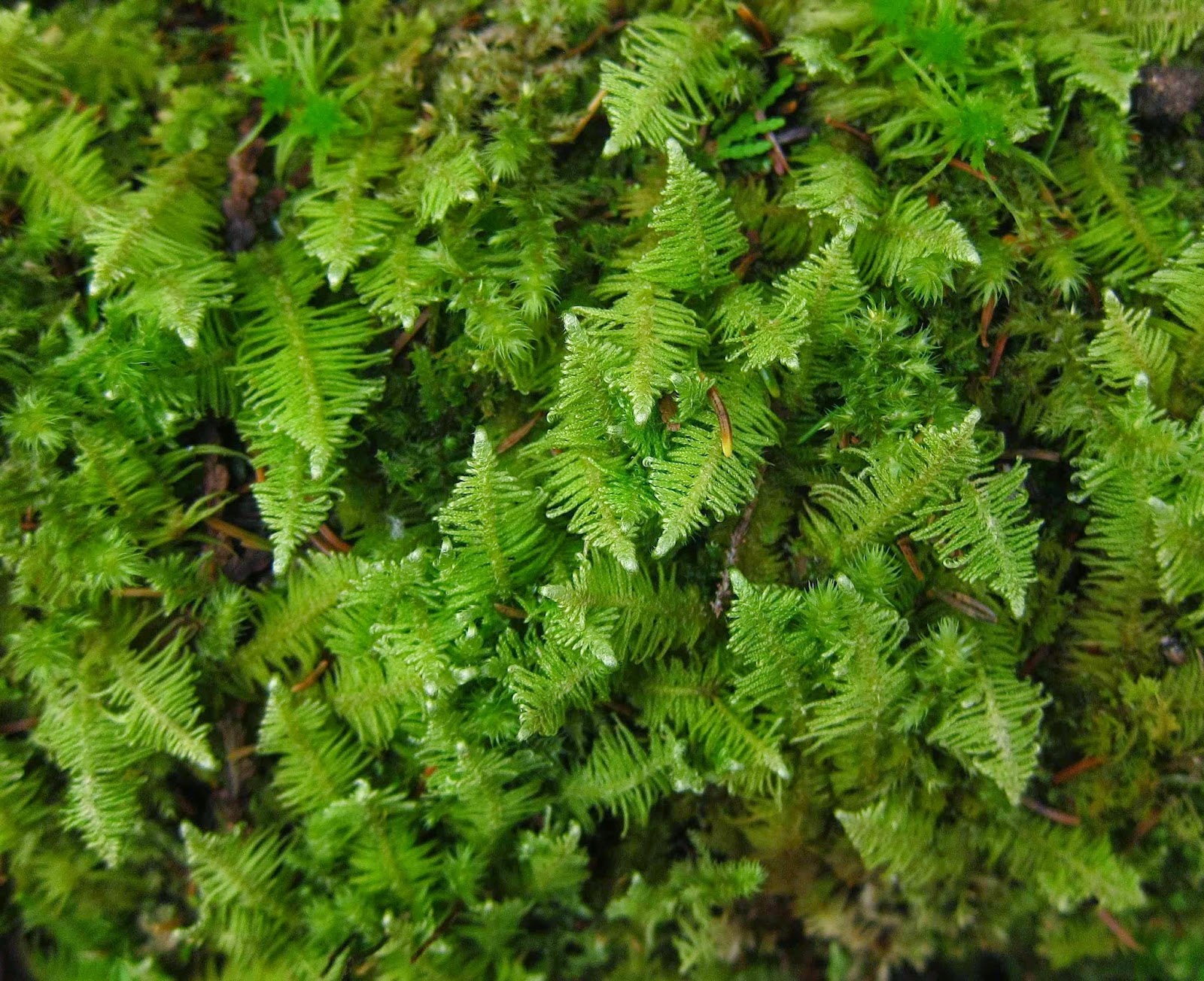 Saratoga woods and waterways: Hidden Treasure in the Cedar Swamps