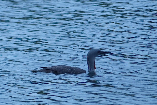 A Kilchoan Diary: The Raptor & his Camera