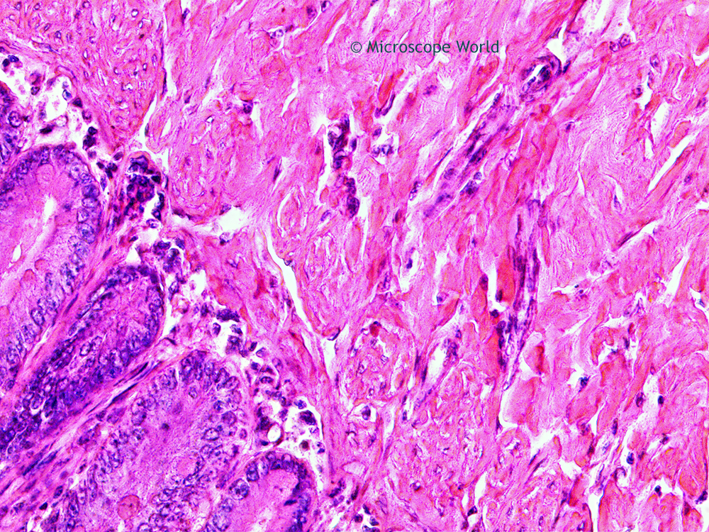 Large Intestine Microscope
