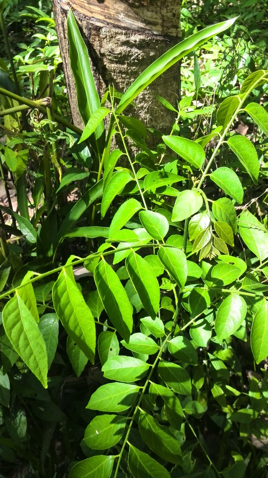 namakucella: ULAM PUCUK SENERUI...PUCUK PUTAT...PUCUK ULAM RAJA