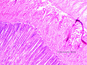 Microscope World Blog: Intestine under the Microscope