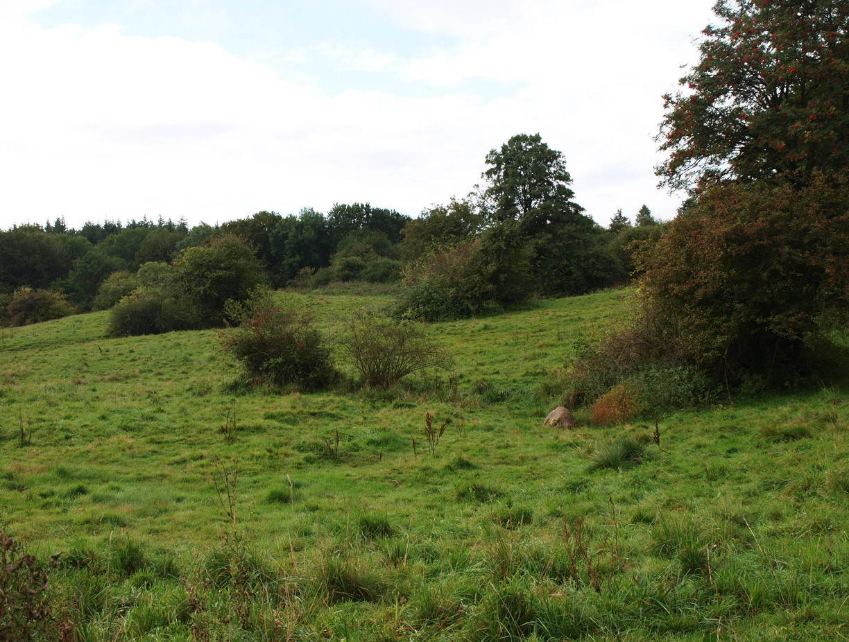 When Europe Was An Ocean: Exploring the natural land cover of Europe