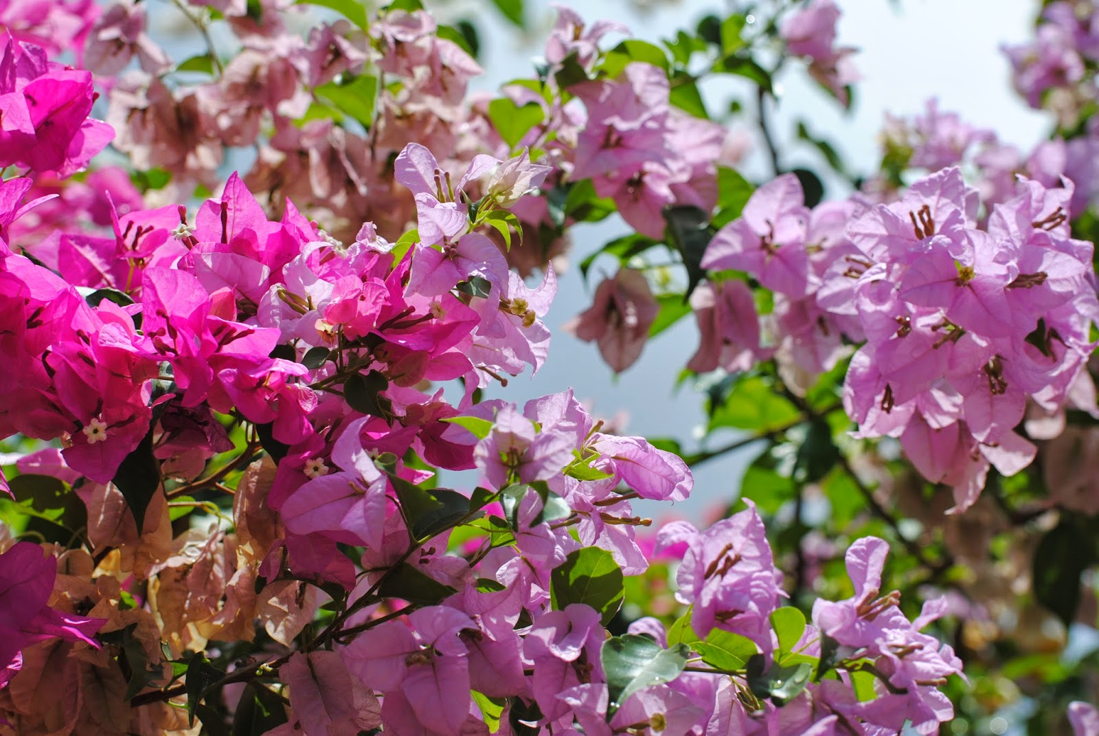Portrait of Panama: Flora and Fauna