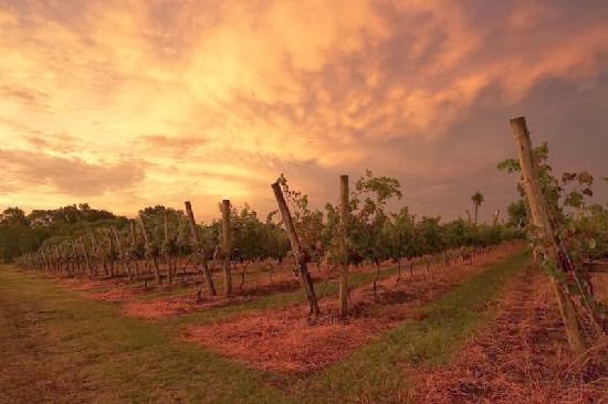 The Sommelier Update: Tannat