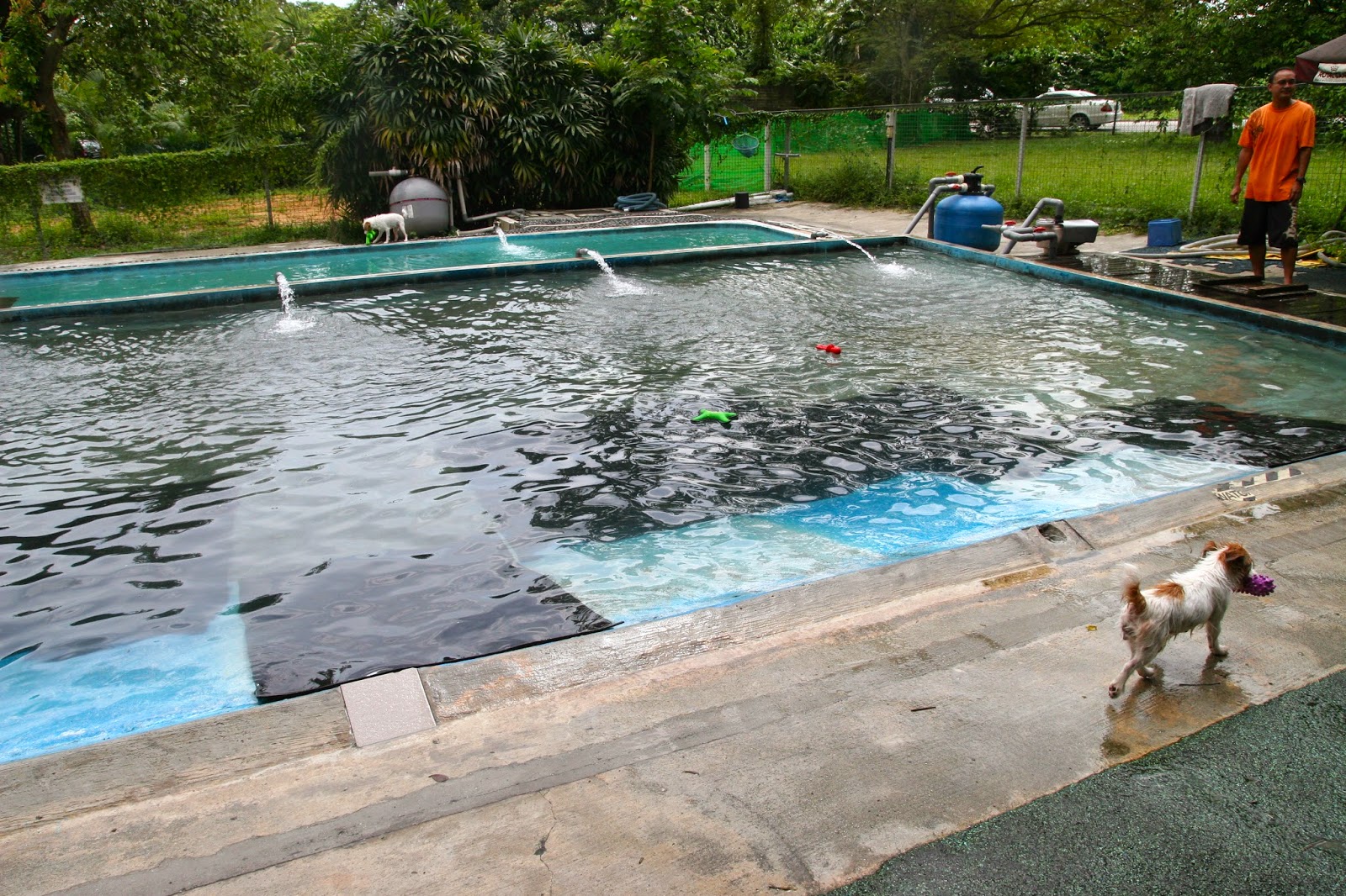 Sam's Pick: Sunny Heights (Animal World) Swimming Pool! - Sam, Pecan ...