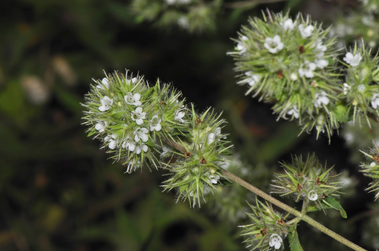 Desde Alájar: Tomillo blanco