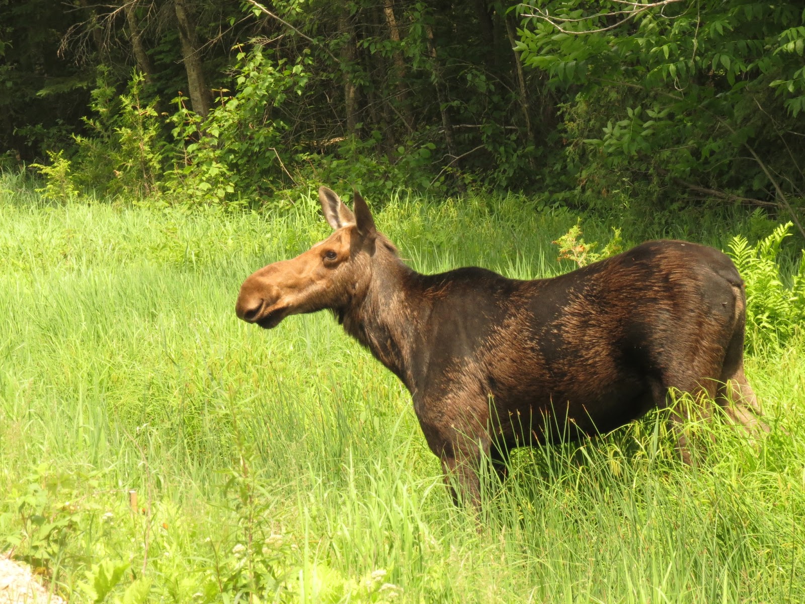 Winged Things: Back to the land of Spruce, Moose and Bedrock