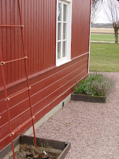 Spirande grönt: Äntligen spaljé