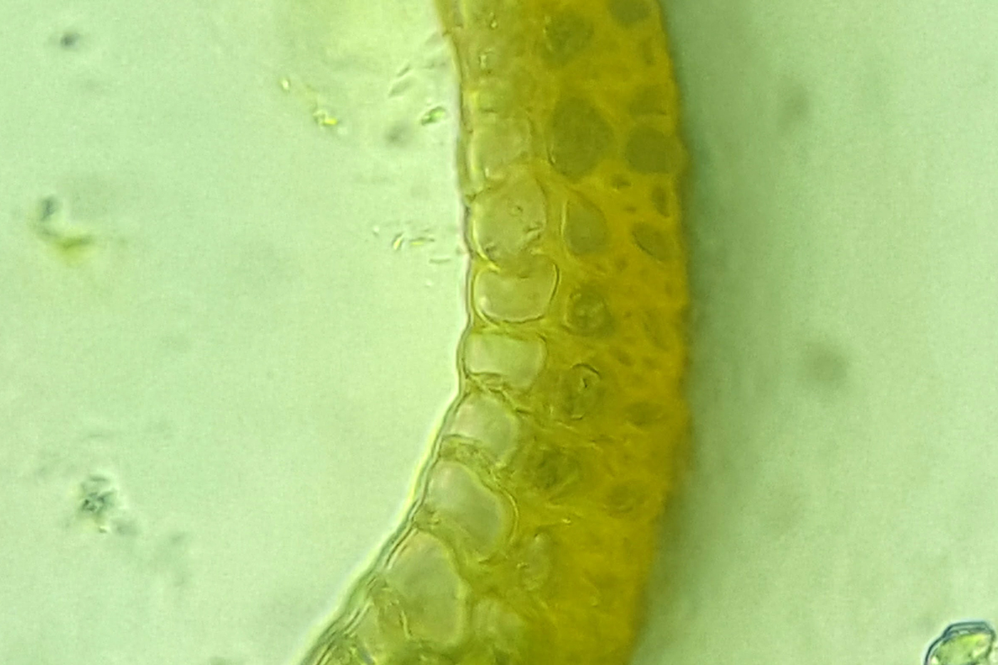 South Wales Bryophytes: Puzzling Mellte Campylopus