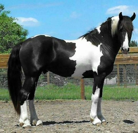 Cavalos | Belas Imagens de Cavalos