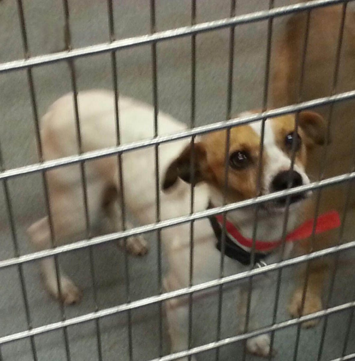 Rescued Ratties Dog Blog: Rescue Railroad: Four New Foster Dogs in ...