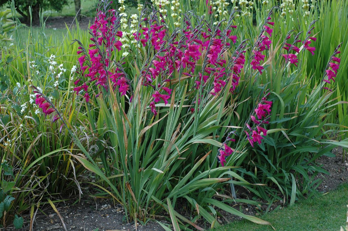Gladiolus byzantinus , Gladiolo : El Mundo y sus Plantas