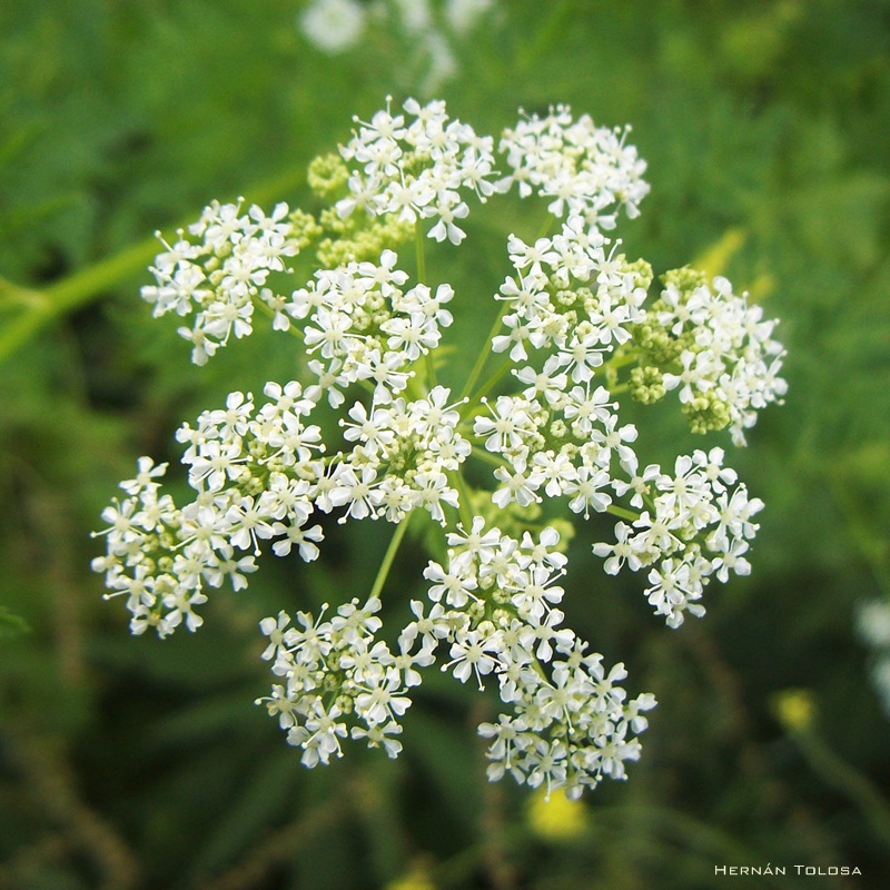 Flora Bonaerense: Cicuta (Conium maculatum)
