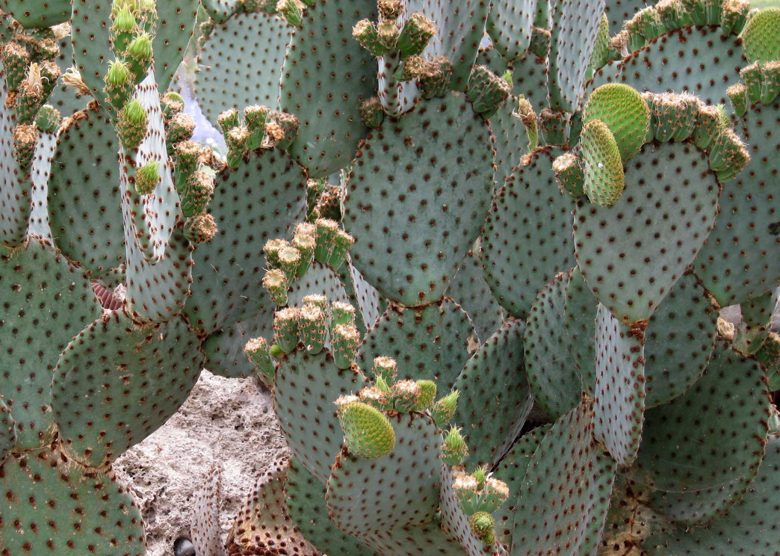 Pip Dickens | Paintings : Toward the Light - Touring Exhibition