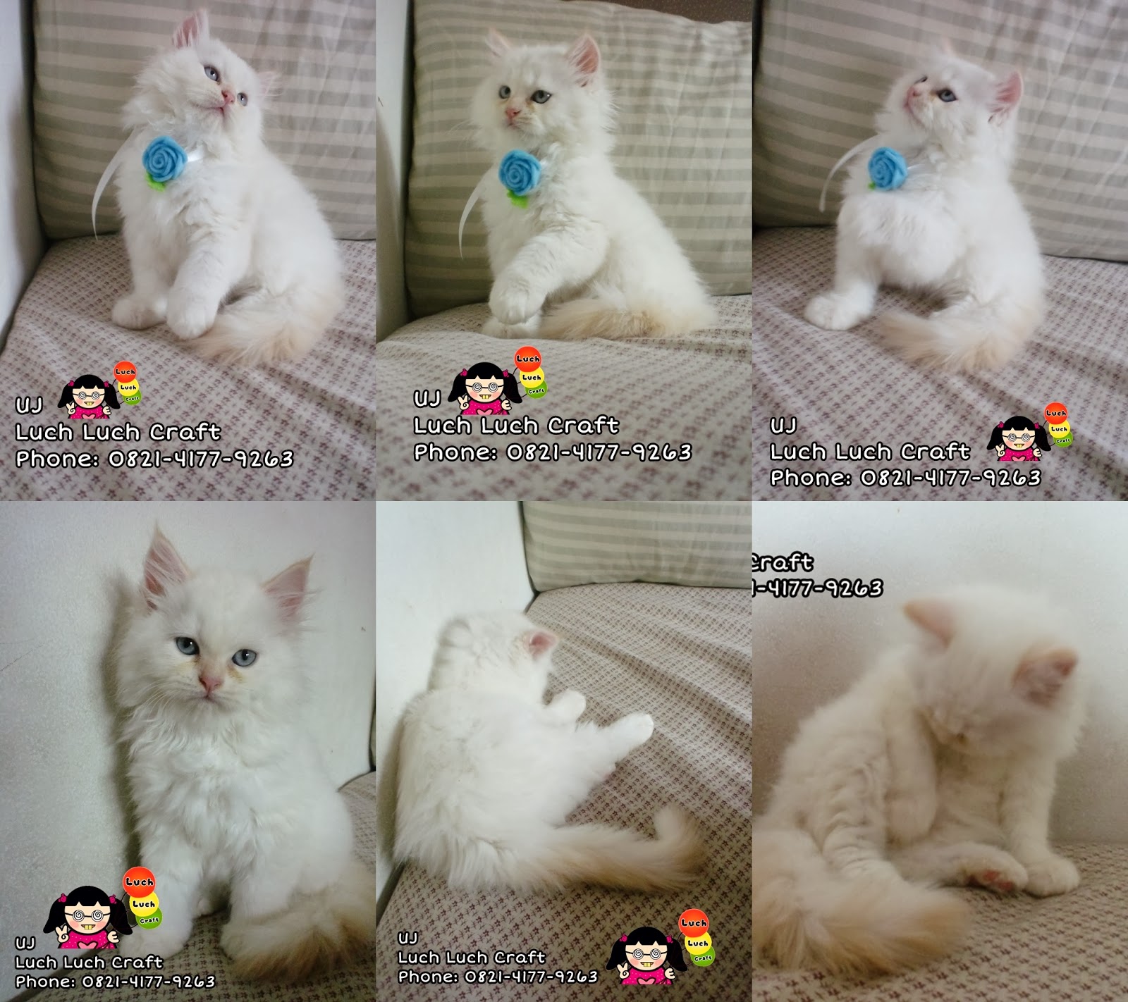 The Story of My Cats: Jual - Beli Kucing Persia Anggora Daerah Surabaya ...