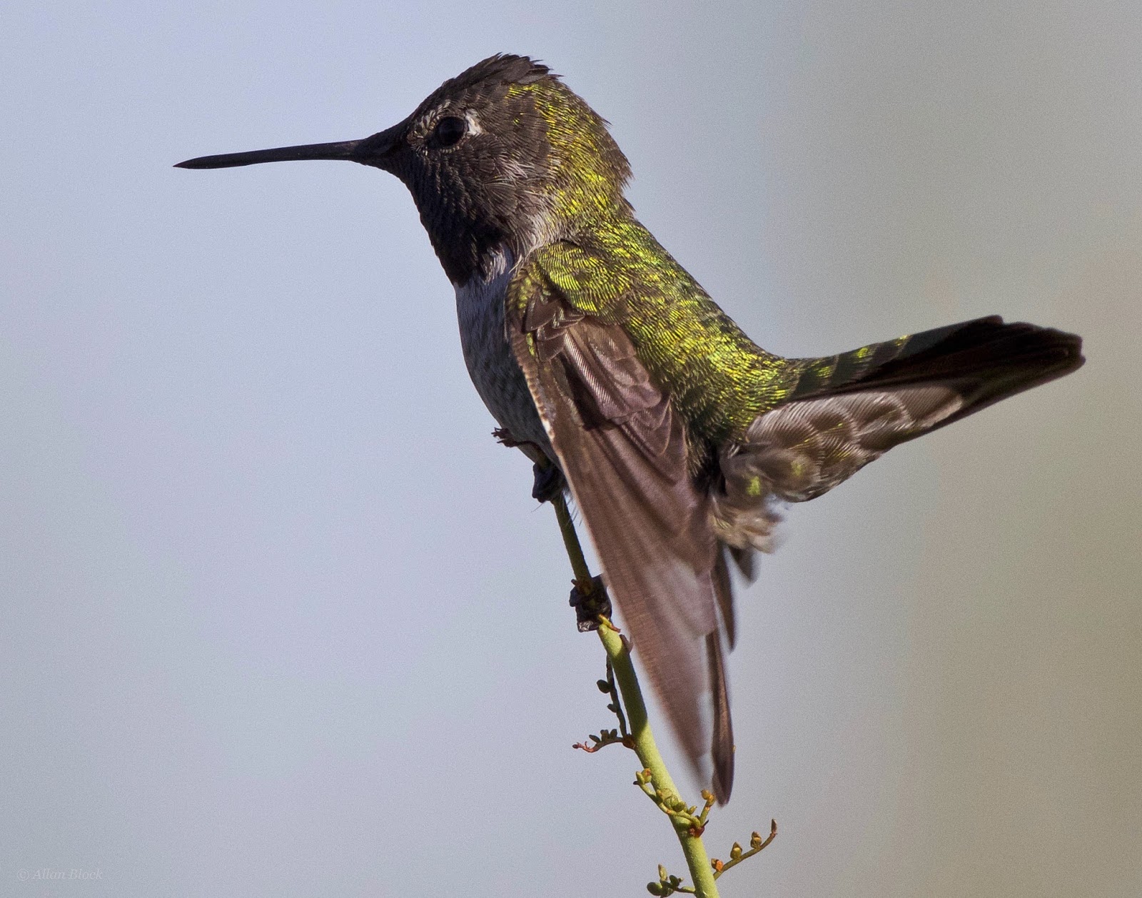Feather Tailed Stories: Anna's Hummingbird