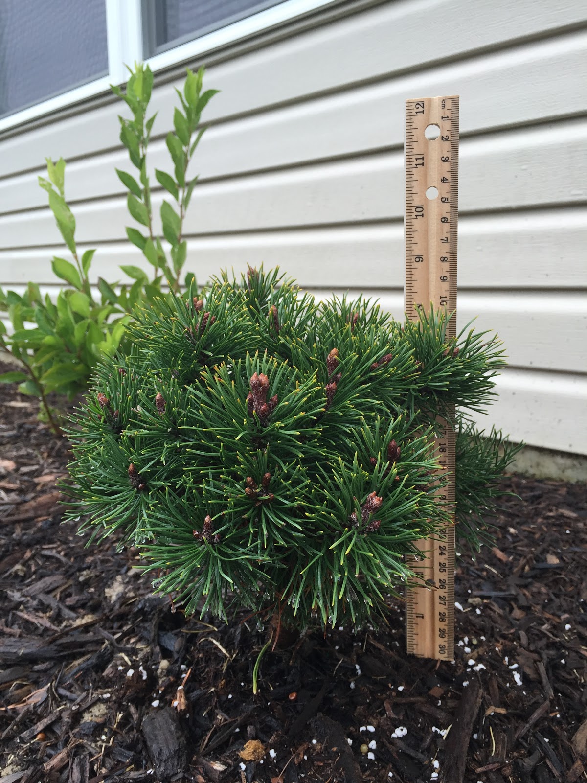 Rainy Day Off New Additions: Dwarf Mugo Pine and Tiny Invader [Backyard ...