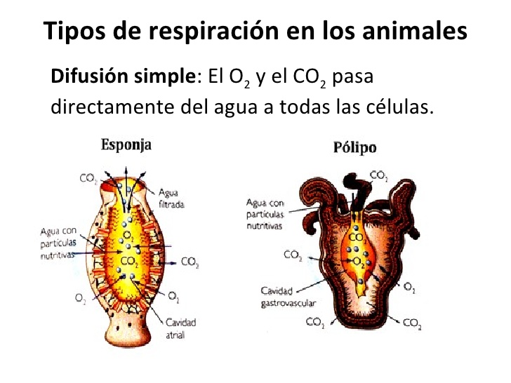 LA RESPIRACIÓN EN LOS DIFERENTES GRUPOS TAXONÓMICOS ~ LA RESPIRACIÓN ...